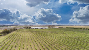 Russo Estate: Diggers Rest’s Unexpected Winery Haven - Western ...